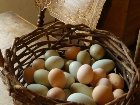 Closed-Loop Farming - Backyard Poultry